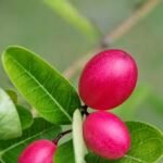 Carissa carandas - Plant - Plantslive