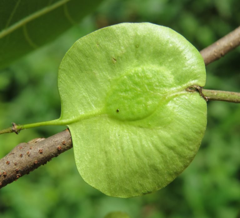 Buy Piper longum- Chapala, Cheenathippali, Kattuthippali, Maghadi ...