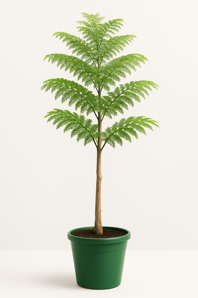 Neel Mohar Jacaranda Mimosifolia Plant | Buy Online India