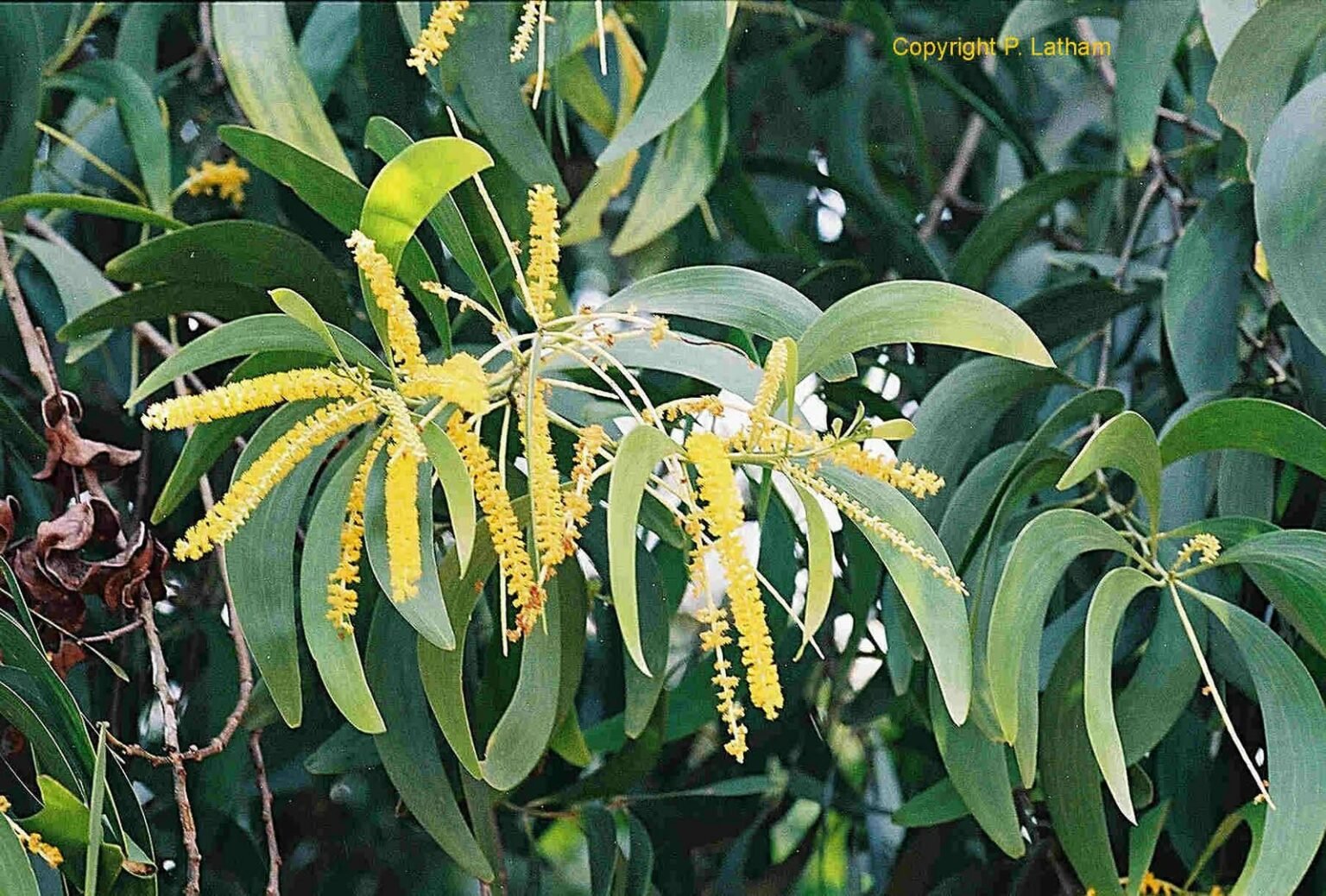 Acacia Auriculiformis, Australian Babul - Plant - Plantslive
