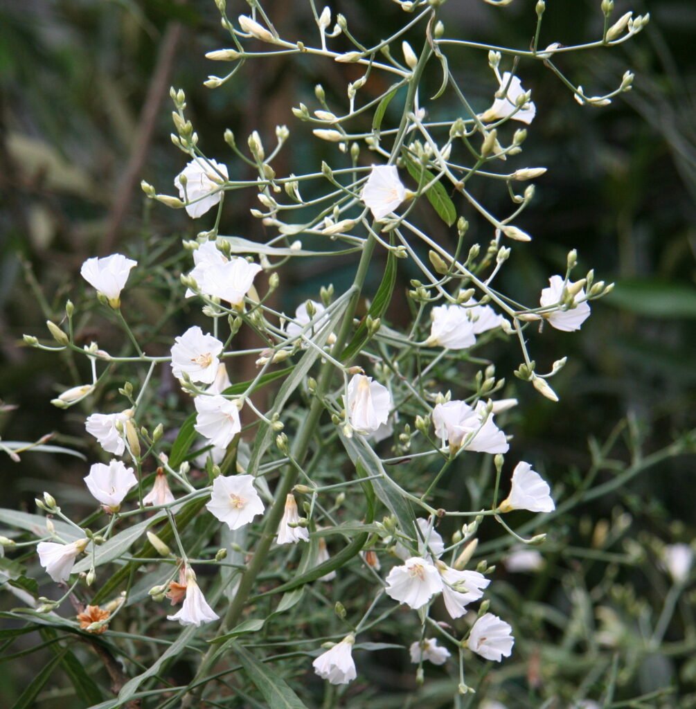 Shankhpushpi, Sankaphuli - Plant - Plantslive