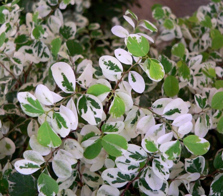 Breynia disticha - Plantslive